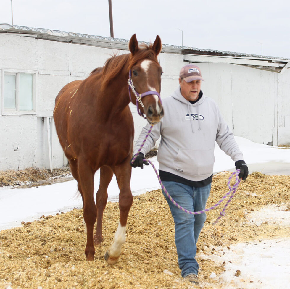 Trainer Jared Brown Has Another Strong Stable for 2025 - Assiniboia Downs