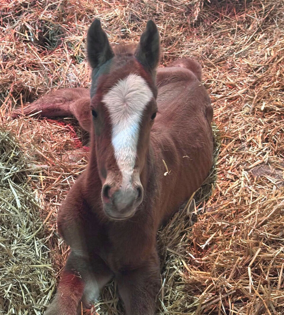 Dream Season: Ziprick Thoroughbreds Welcomes First Foals of 2026 ...